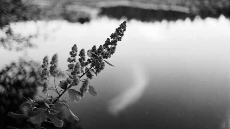 Rodinal should be your first black and white film developer: here's why