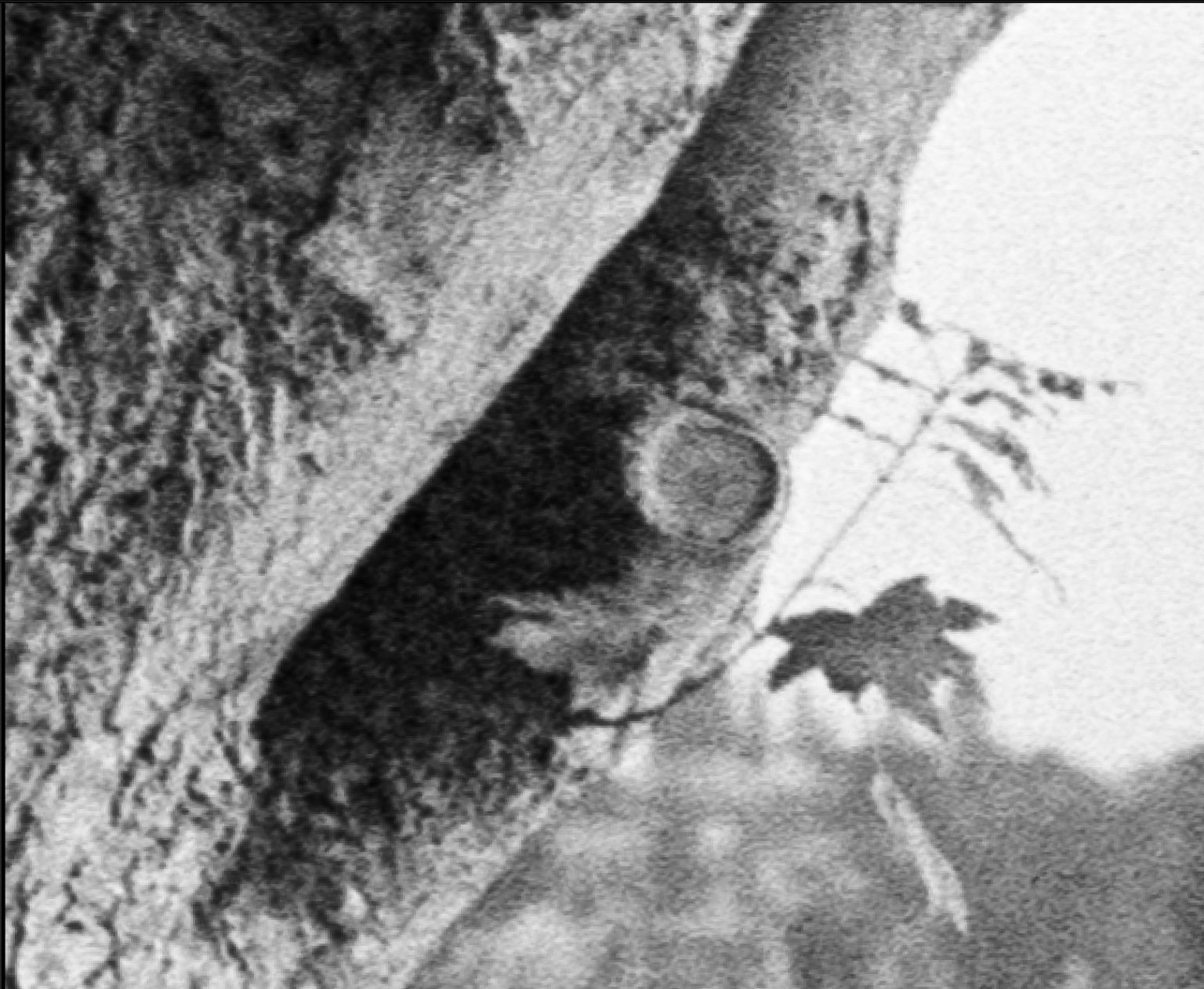 What is the best developer for B&W film? 6 popular film developers compared