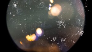 What is lens fungus? (and what can I do to fix it?)