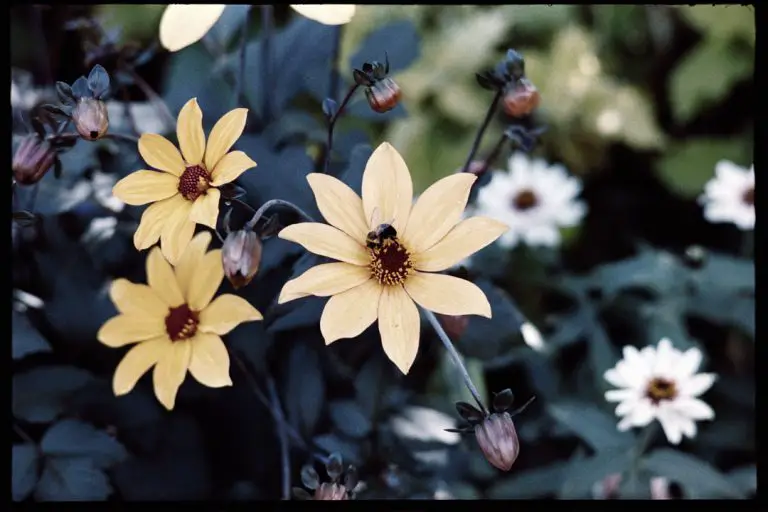 Which film-developing chemicals can be reused? | Learn Film Photography