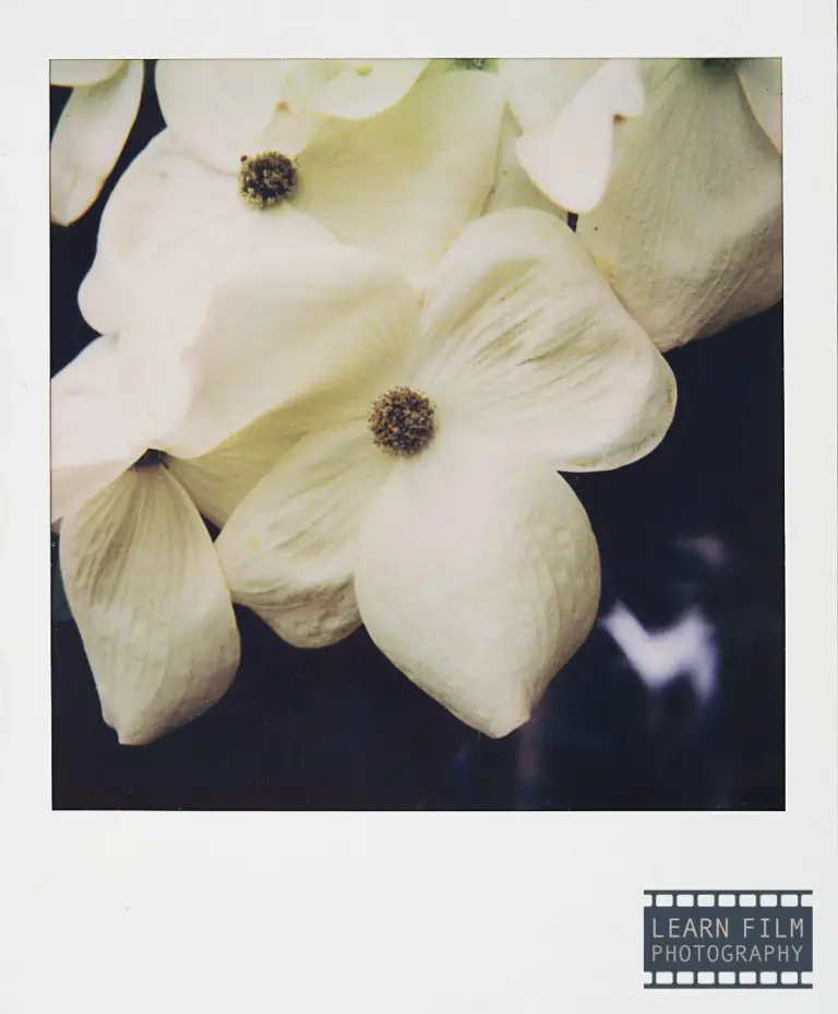 How to scan Polaroids with a DSLR | Learn Film Photography