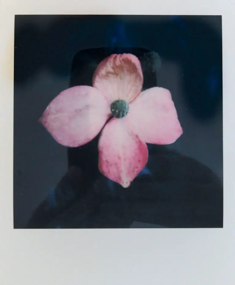 How do I scan Polaroid and Instax film? 4 devices compared