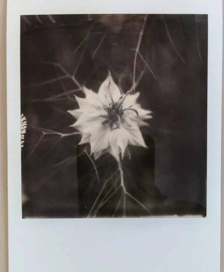 How do I scan Polaroid and Instax film? 4 devices compared