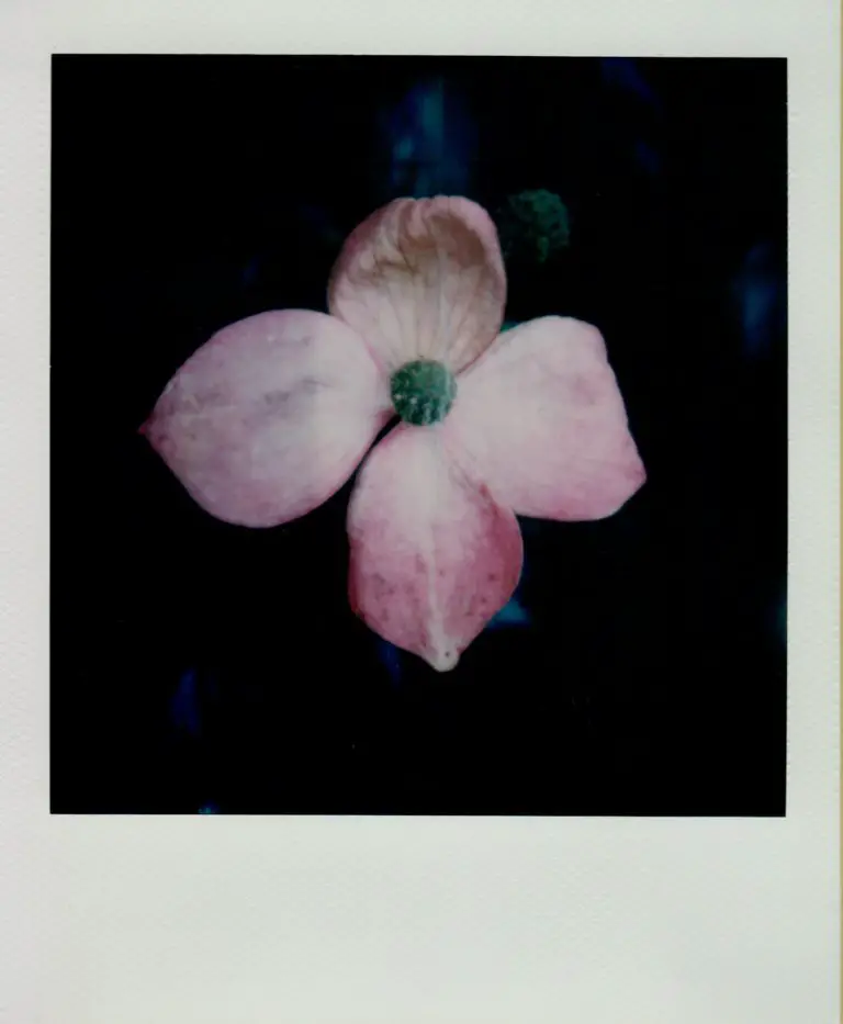 How do I scan Polaroid and Instax film? 4 devices compared
