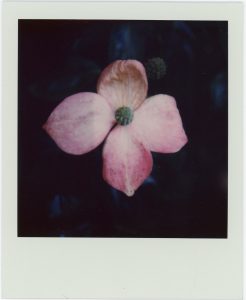 How do I scan Polaroid and Instax film? 4 devices compared