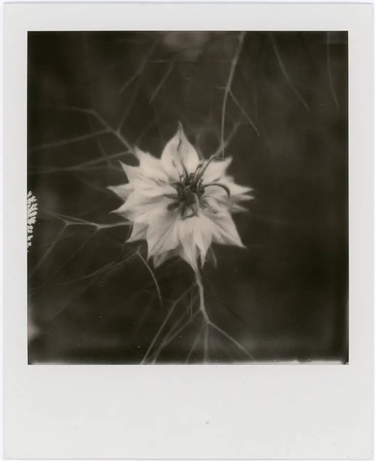 How do I scan Polaroid and Instax film? 4 devices compared