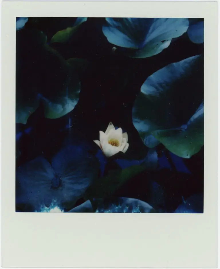 How do I scan Polaroid and Instax film? 4 devices compared